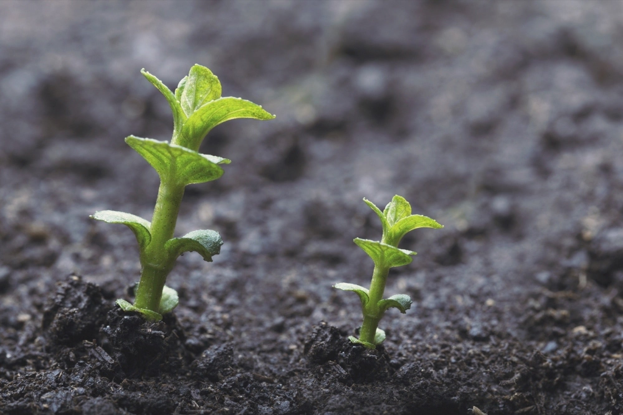 Tata Capital Growth Fund LP Leads Series B Investment in Nearex