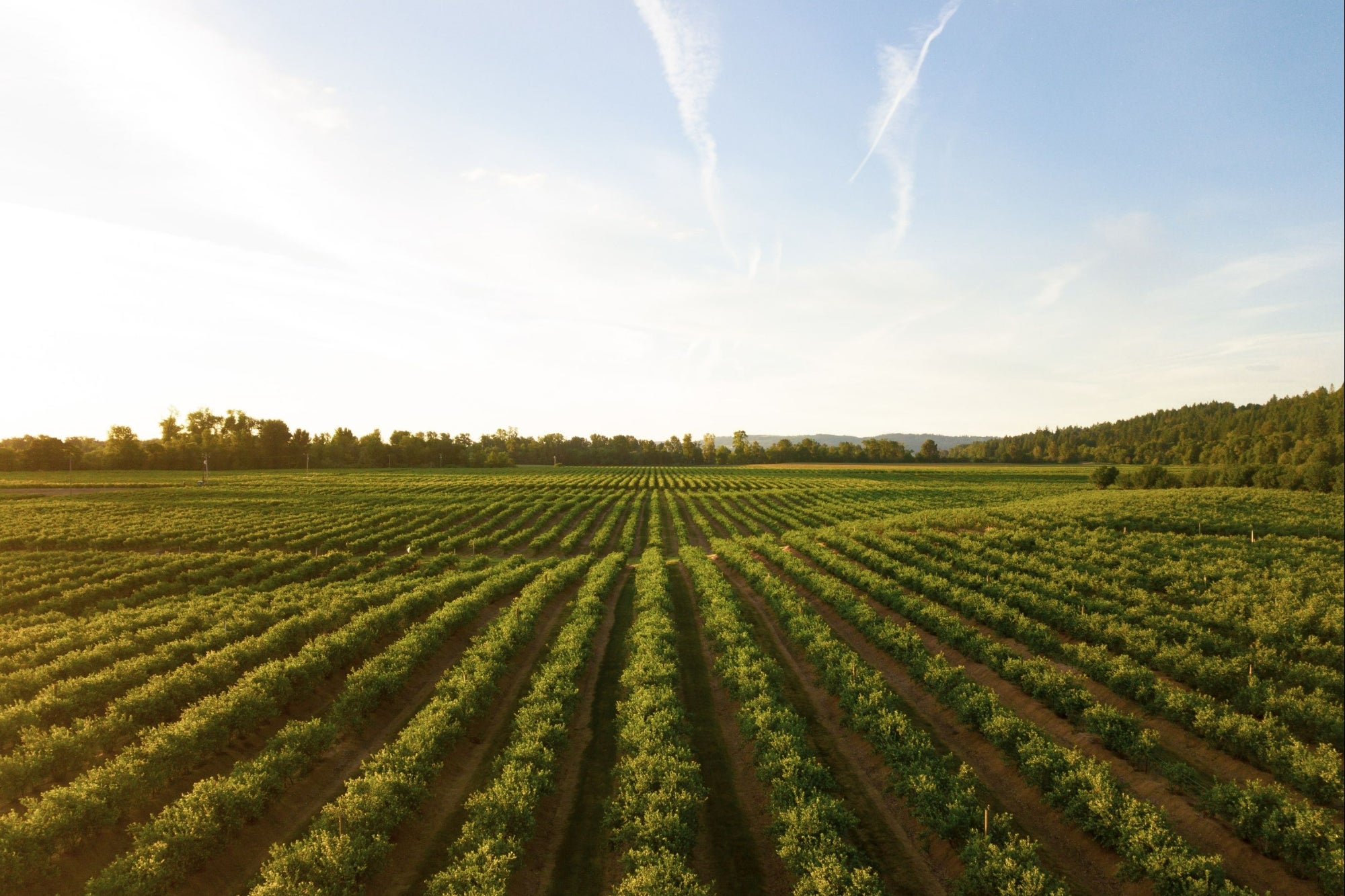 Agritech Startup Semaai Raises $1.25 Million In Pre-Seed Round